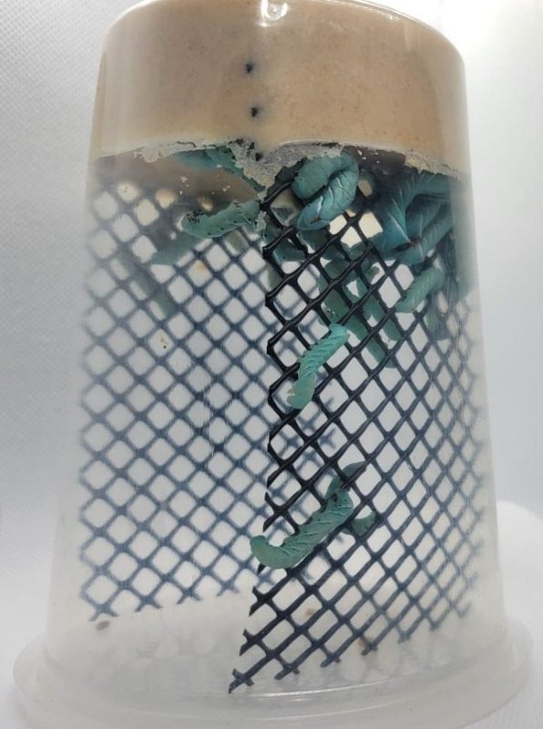 Live Goliath Hornworm Culture With Food – Pet Reptile Feeders - Shop Bugz